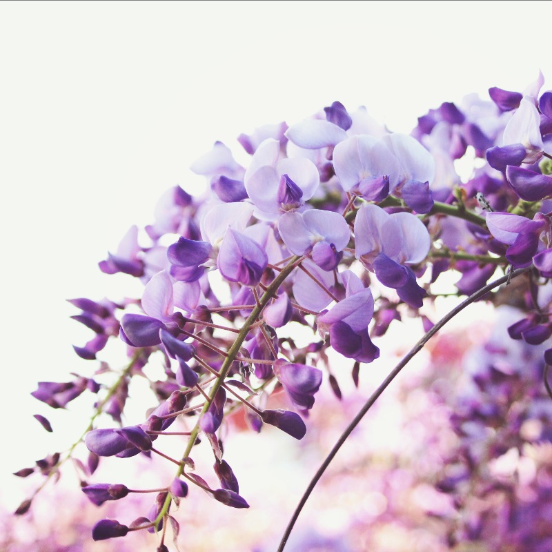 Wisteria Place Newsletter February 2022 | Wisteria Place